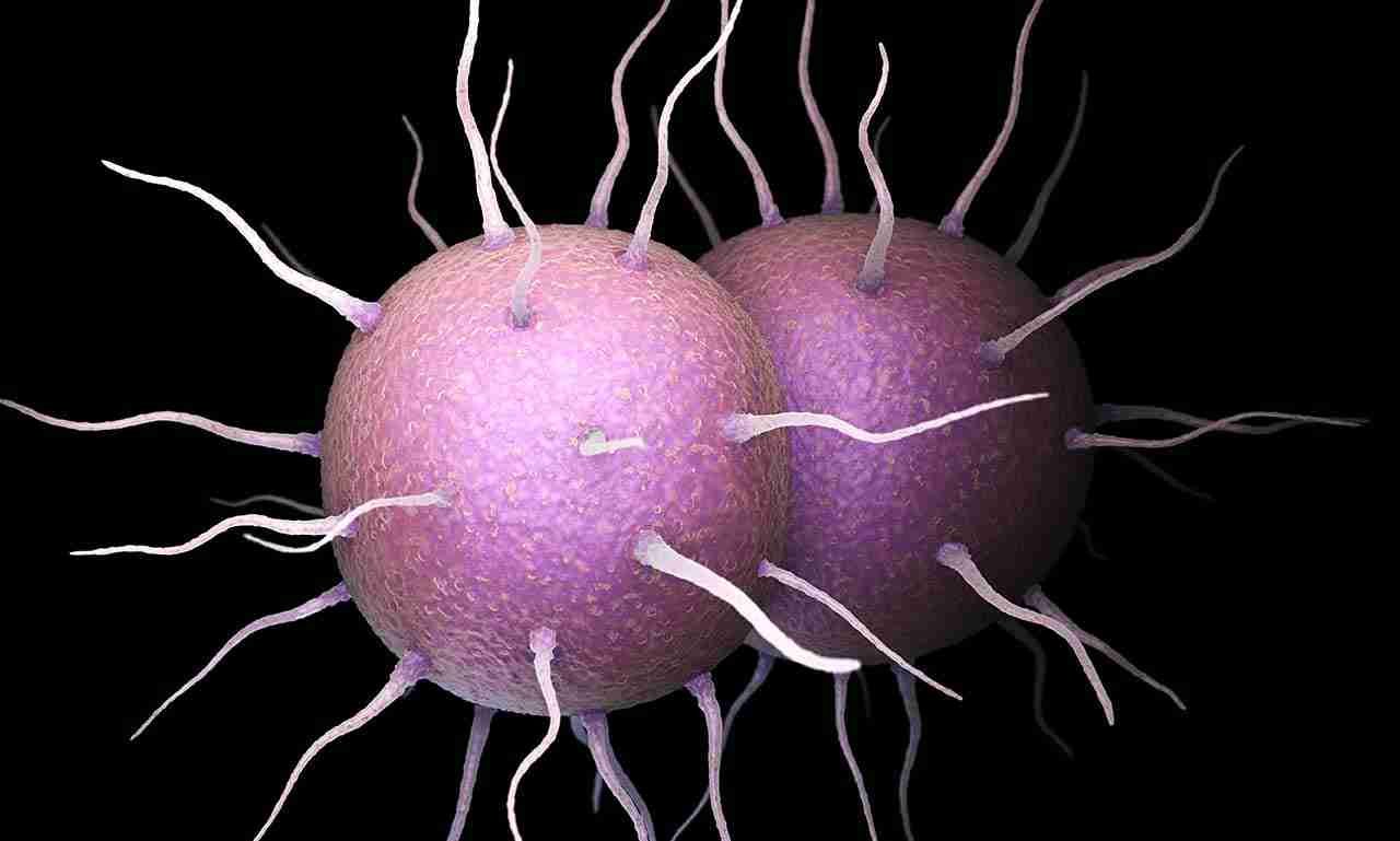 Treatment of Gonorrhoea - Womens Health